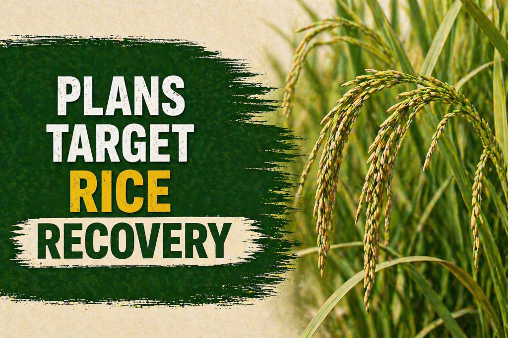 Rice production fluctuates over five years, Parliament told - The Fiji ...