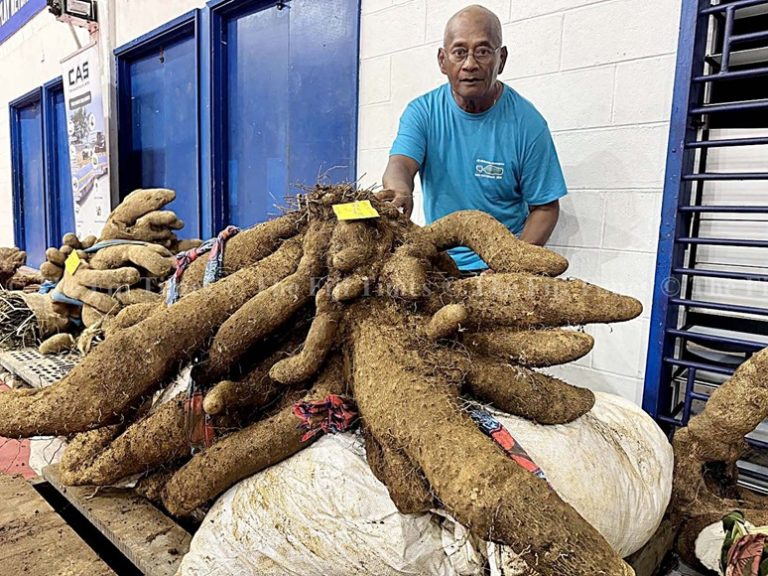 Yam king reigns again - The Fiji Times