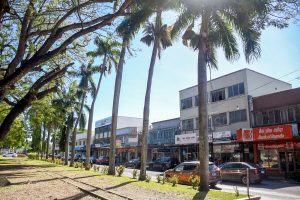 Termite-damaged trees face removal on Vitogo Parade - The Fiji Times